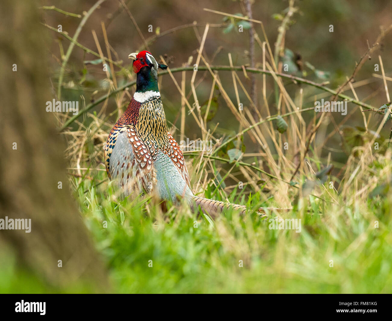 Beautiful Male Ring-necked Pheasant (Phasianus colchicus). Depicted ...