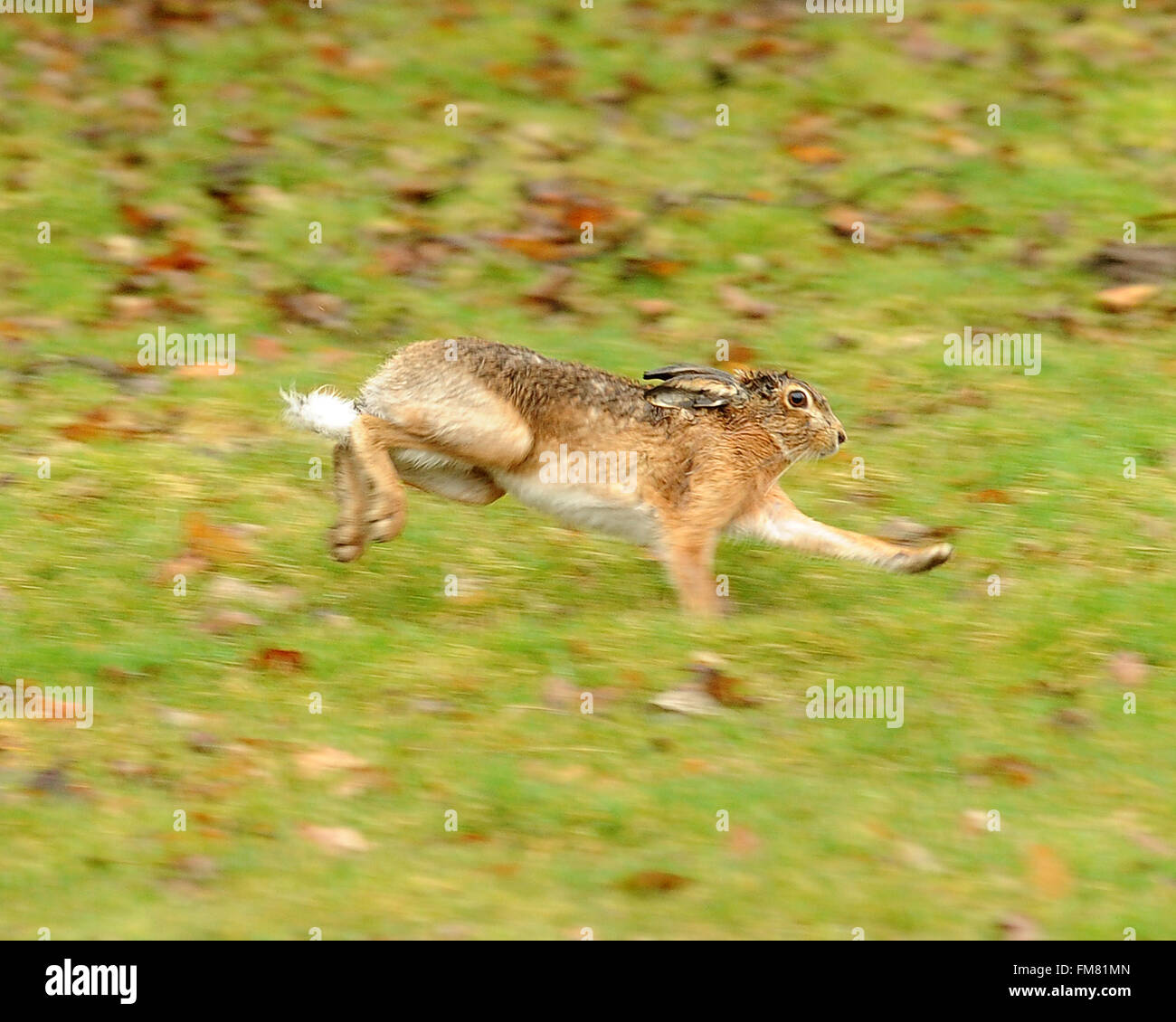English hare hi-res stock photography and images - Alamy