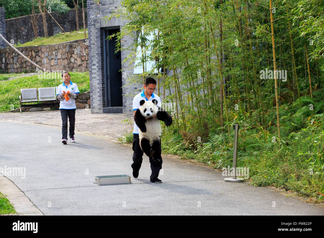 China, Sichuan province, Chengdu, Research Base of Giant Panda Breeding ...