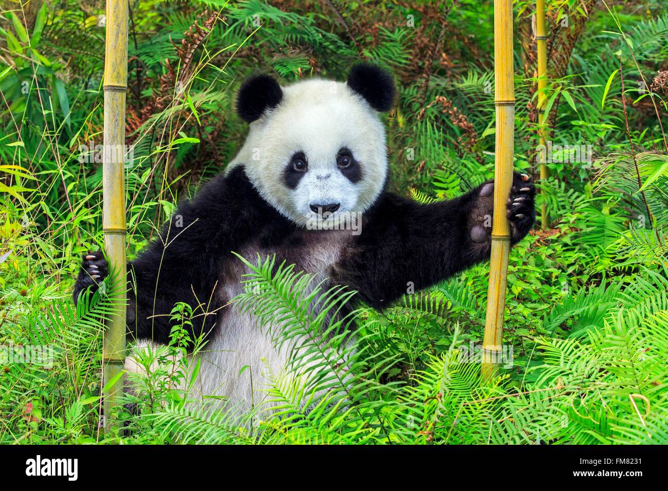 China, Sichuan province, Chengdu, Research Base of Giant Panda Breeding ...