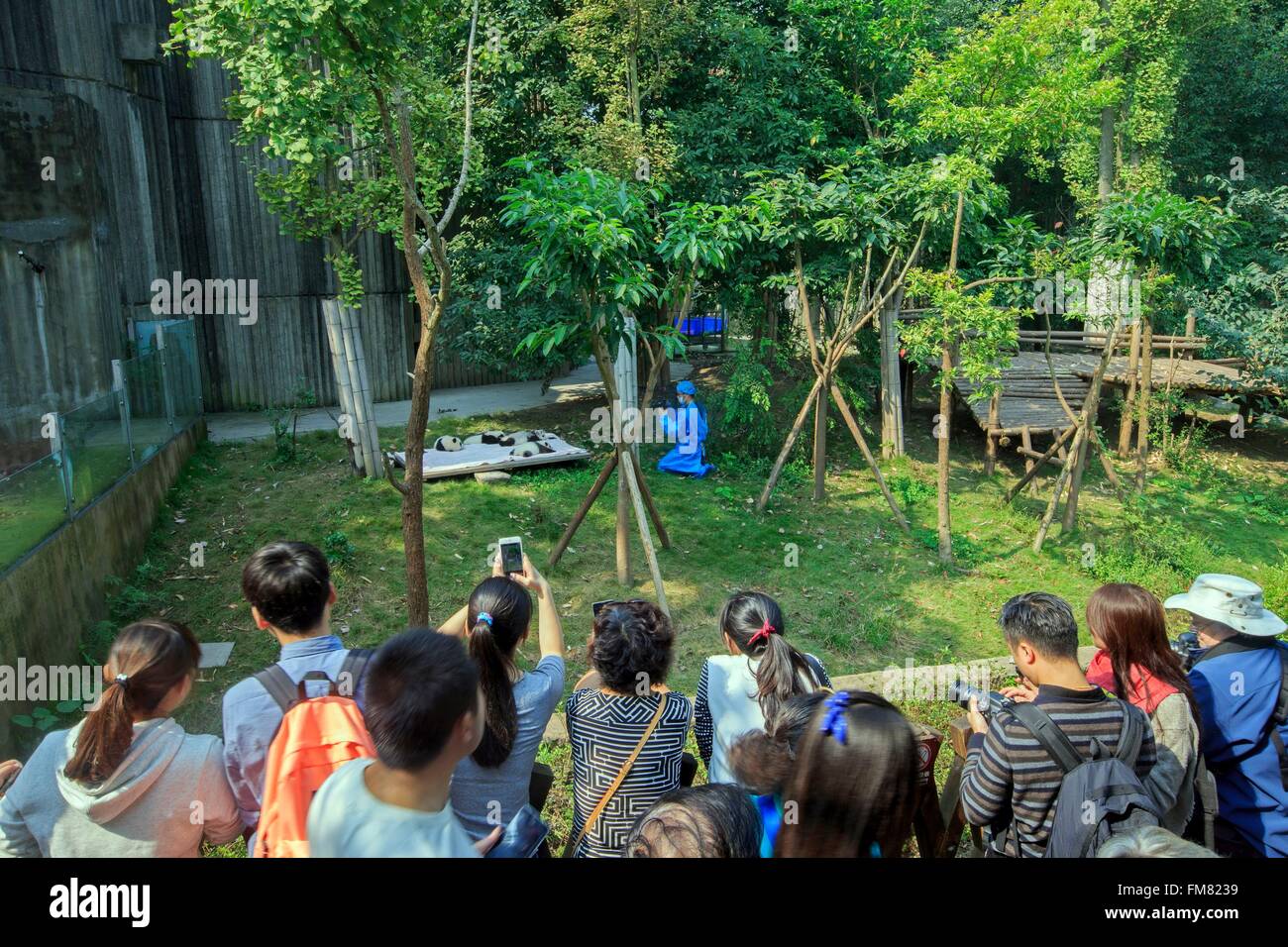 China, Sichuan province, Chengdu, Research Base of Giant Panda Breeding ...