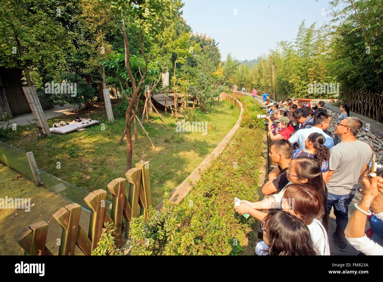China, Sichuan province, Chengdu, Research Base of Giant Panda Breeding ...