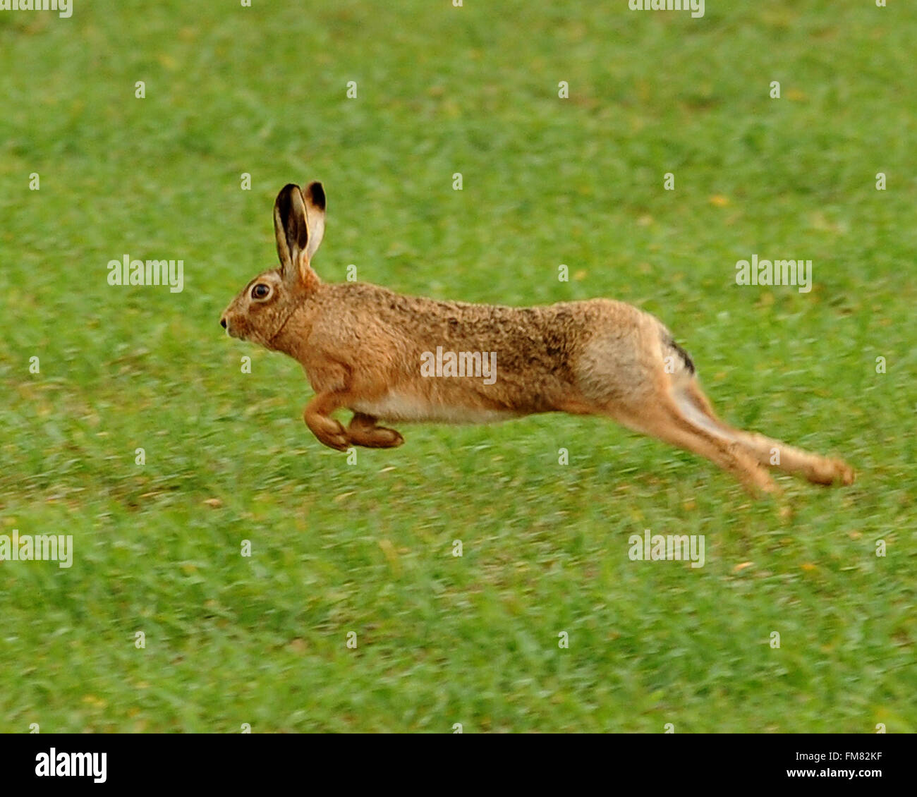 Wild Hare U.K Stock Photo - Alamy