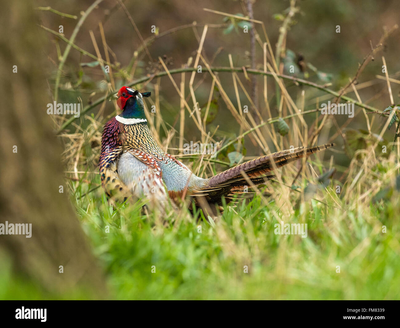 Beautiful Male Ring-necked Pheasant (Phasianus colchicus). Depicted ...