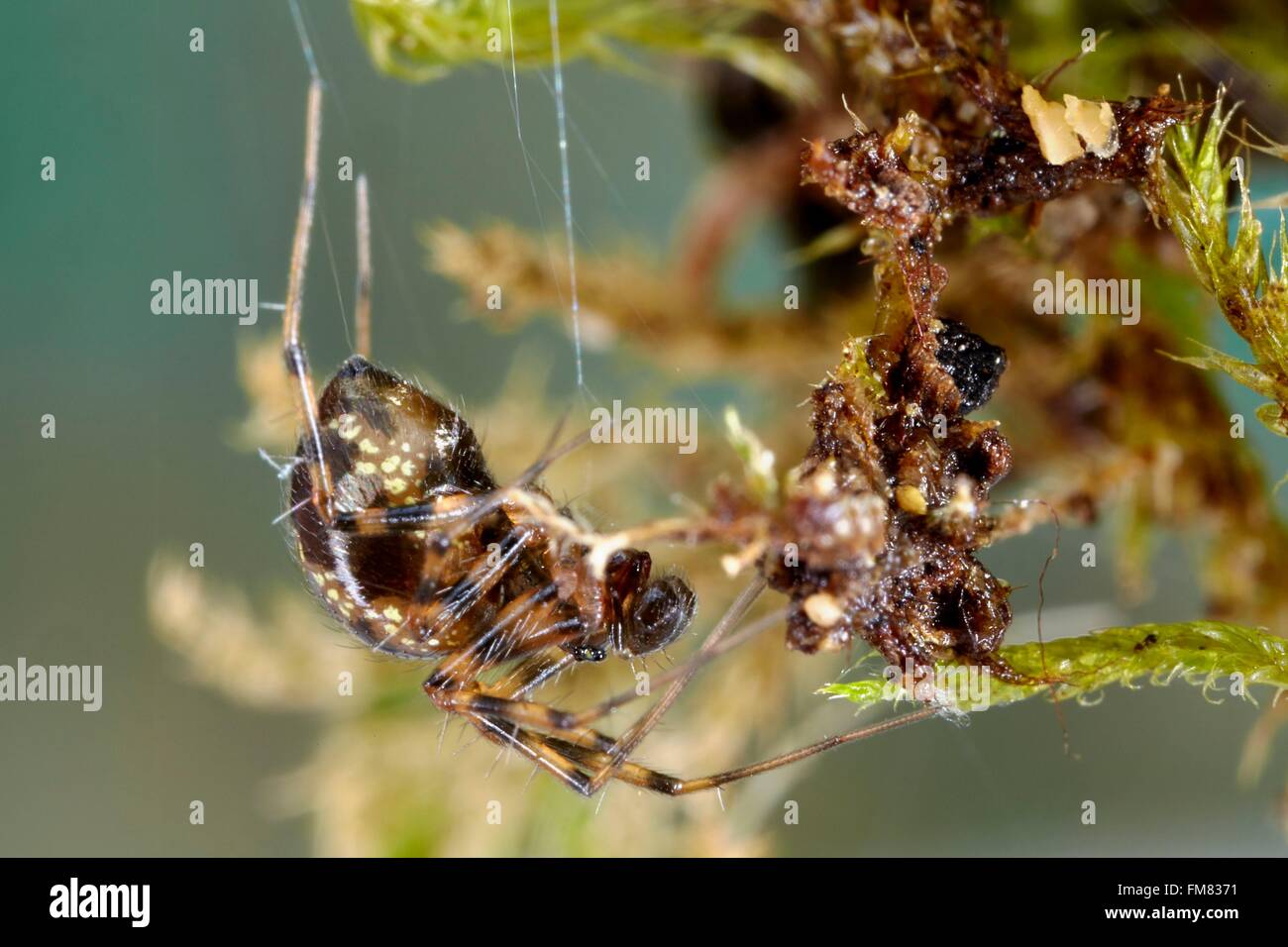 France, Morbihan, Araneae, Linyphiidae, Sheet weaver or Money spider ...