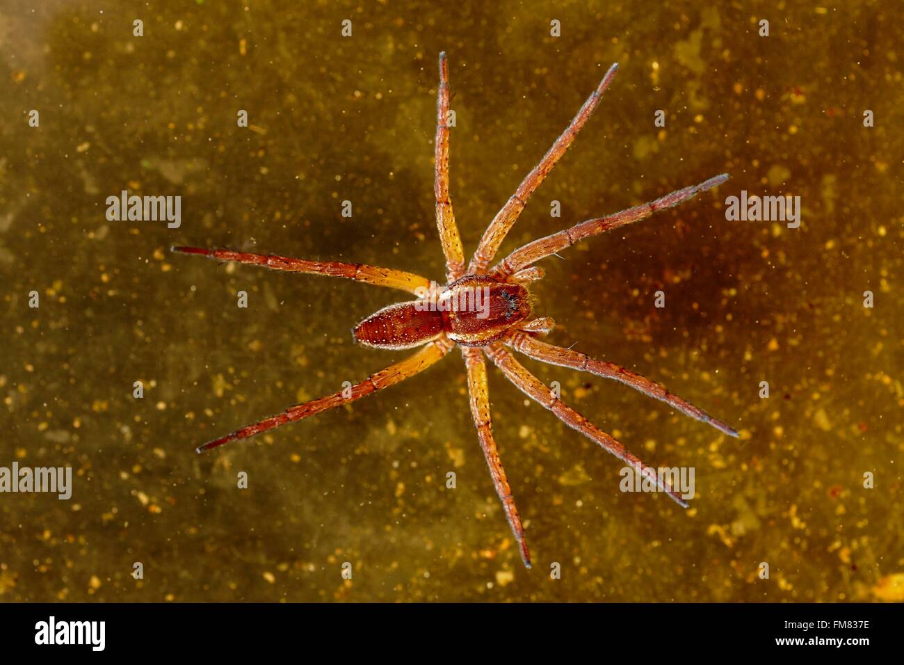 France, Morbihan, Araneae, Pisauridae, Raft spider or Jesus Spider ...