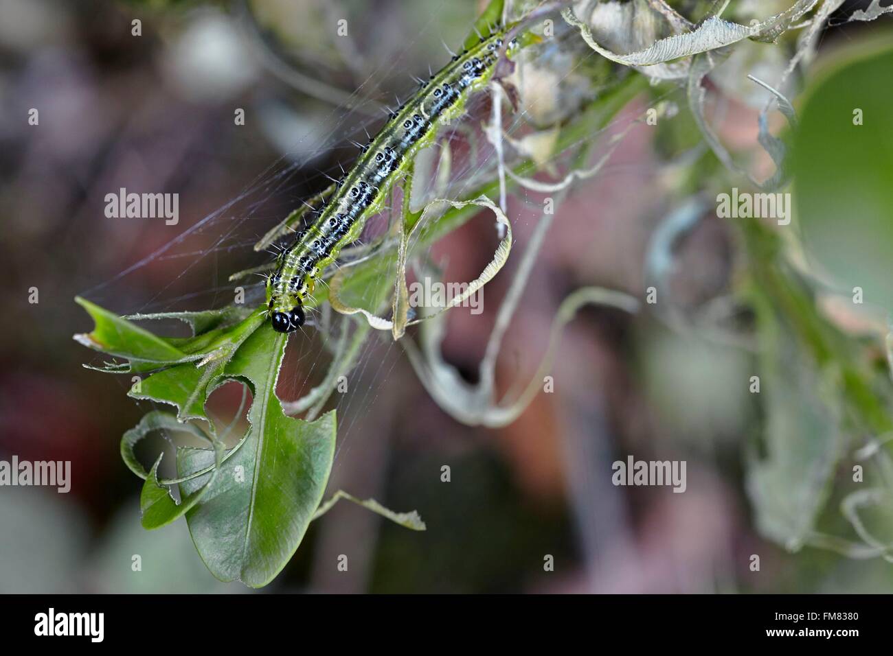 France, Morbihan, Lepidoptera, Crambidae, Box Tree Moth (Cydalima ...