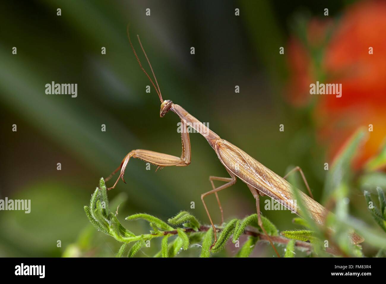 France, Morbihan, Mantodea, Mantidae, Praying Mantis (Mantis religiosa ...