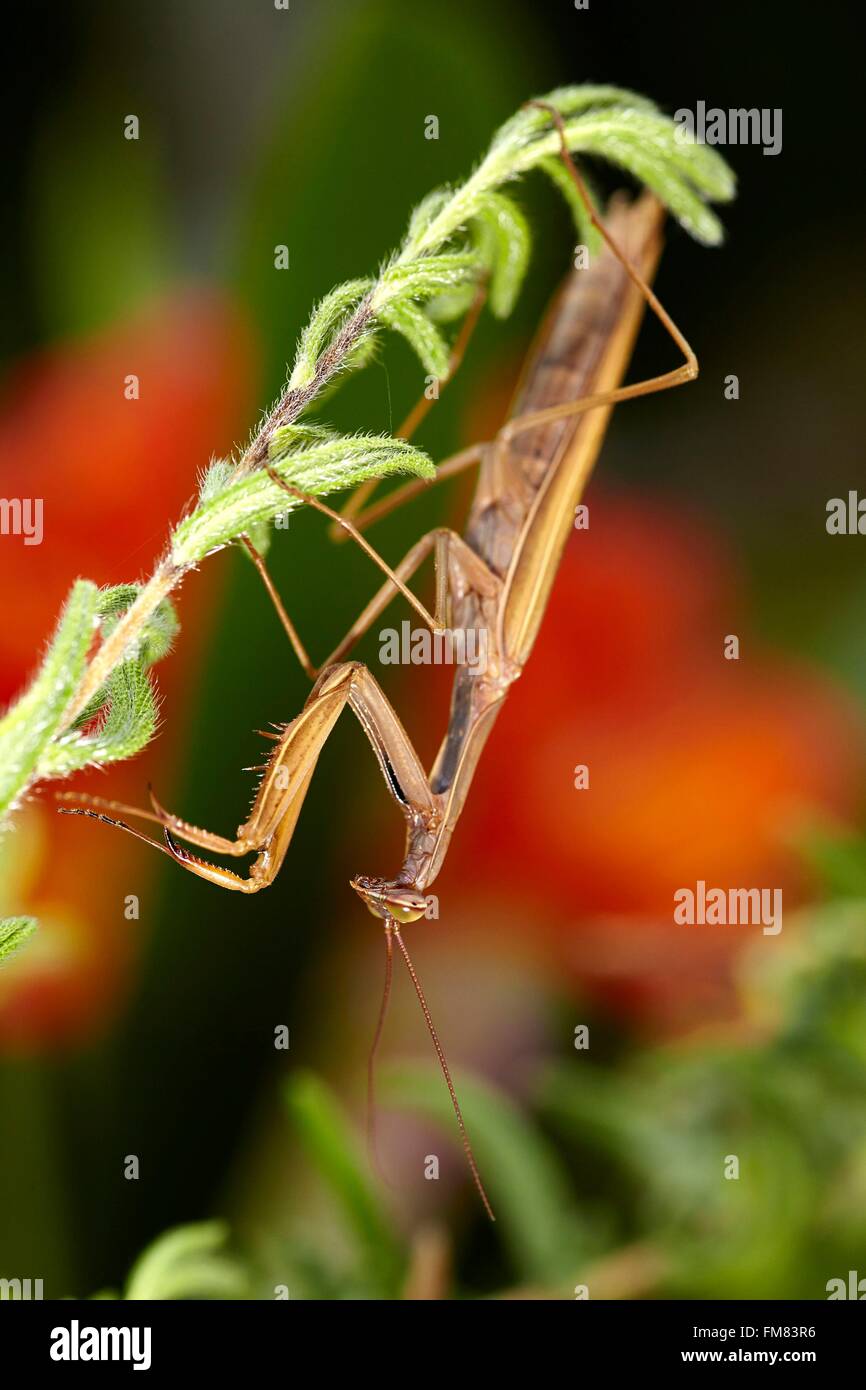 France, Morbihan, Mantodea, Mantidae, Praying Mantis (Mantis religiosa ...