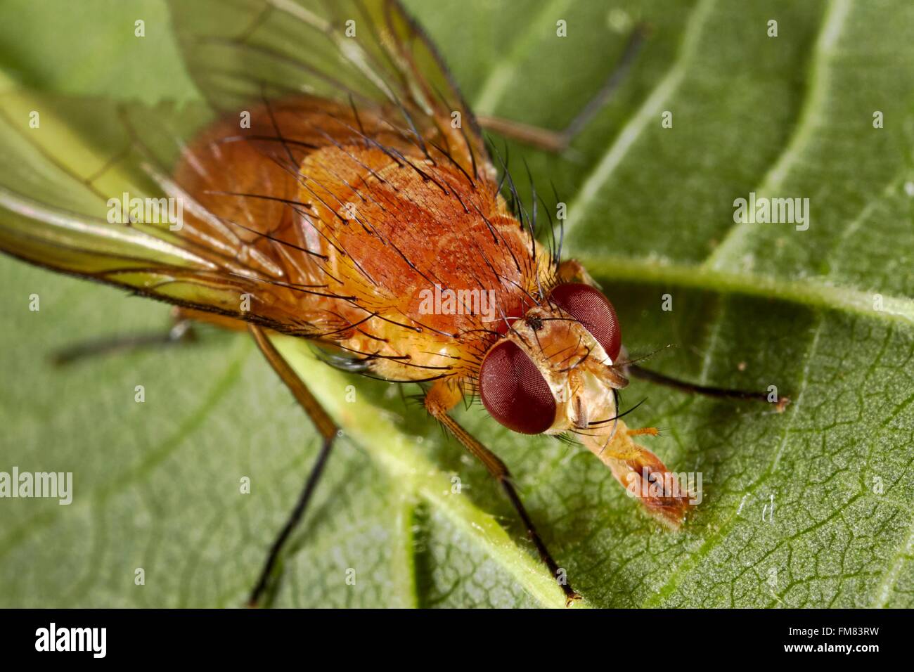 France, Pyrenees Atlantiques, Diptera, Muscidae, Muscid fly (Phaonia ...