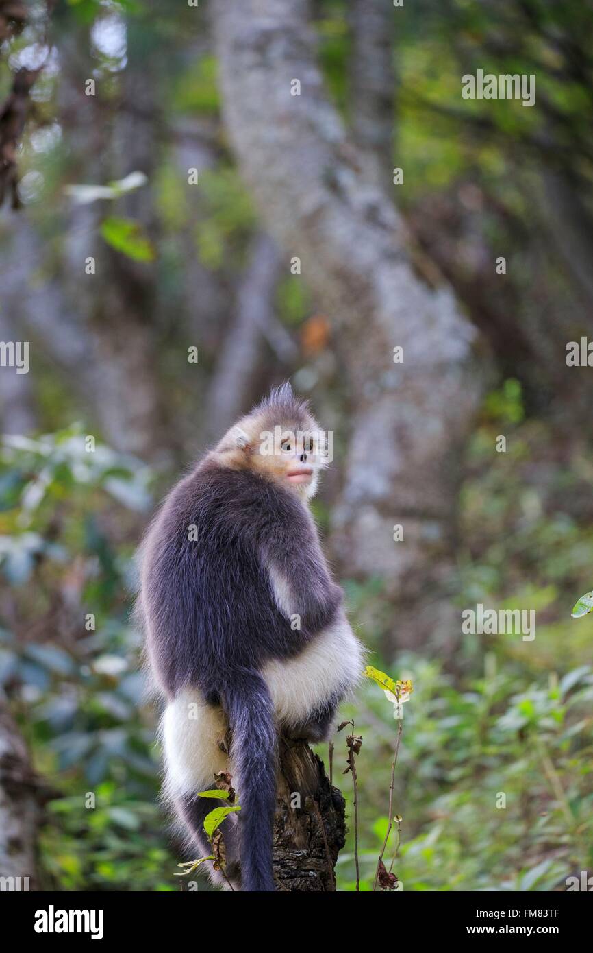 China, Yunnan province, Yunnan Snub-nosed Monkey (Rhinopithecus bieti ...