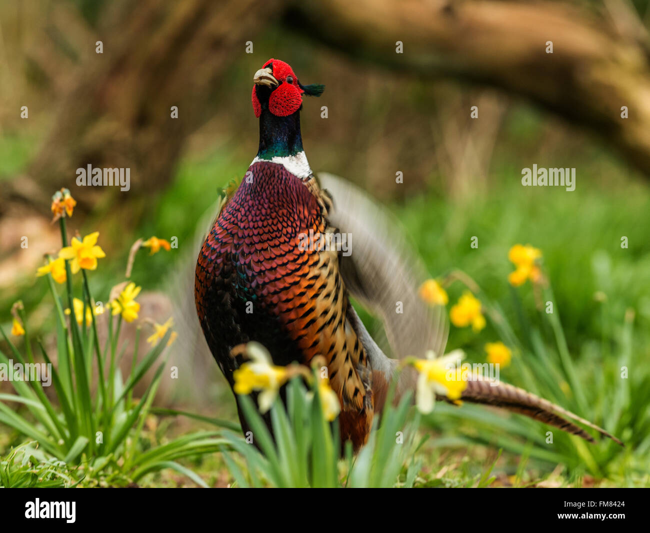 Beautiful Male Ring-necked Pheasant (Phasianus colchicus). Depicted ...