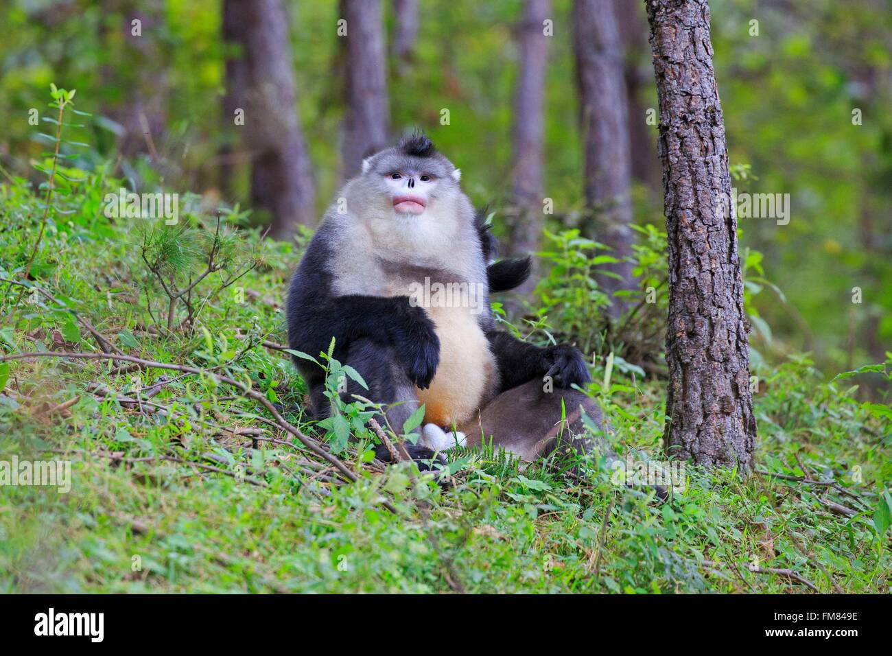 China, Yunnan province, Yunnan Snub-nosed Monkey (Rhinopithecus bieti ...