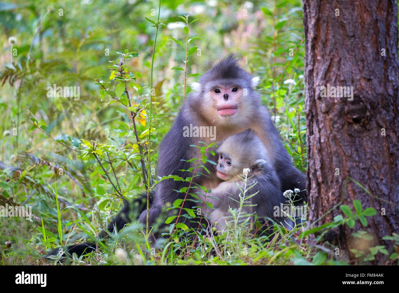 China, Yunnan province, Yunnan Snub-nosed Monkey (Rhinopithecus bieti ...