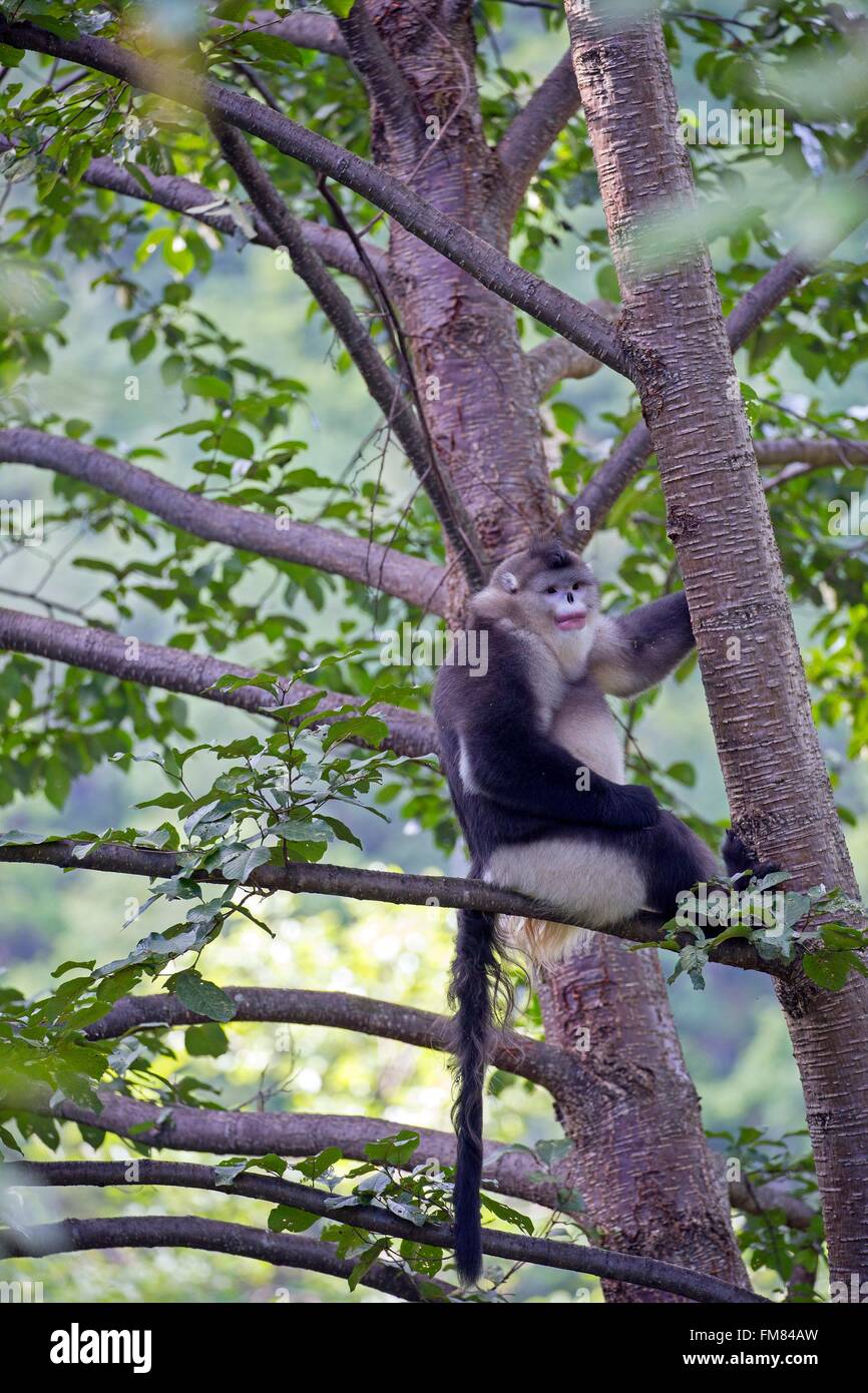 China, Yunnan province, Yunnan Snub-nosed Monkey (Rhinopithecus bieti ...