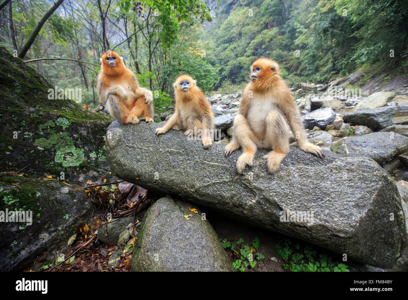 China, Shaanxi province, Qinling Mountains, Golden Snub-nosed Monkey ...