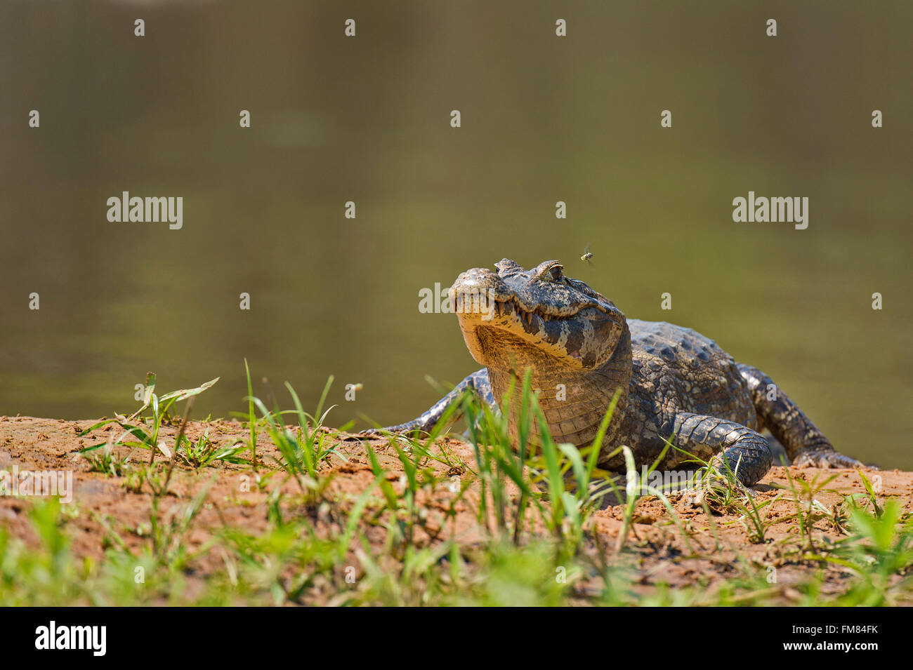 Yacare Caiman (Caiman yacare) basking on a river bank in Pantanal Stock ...