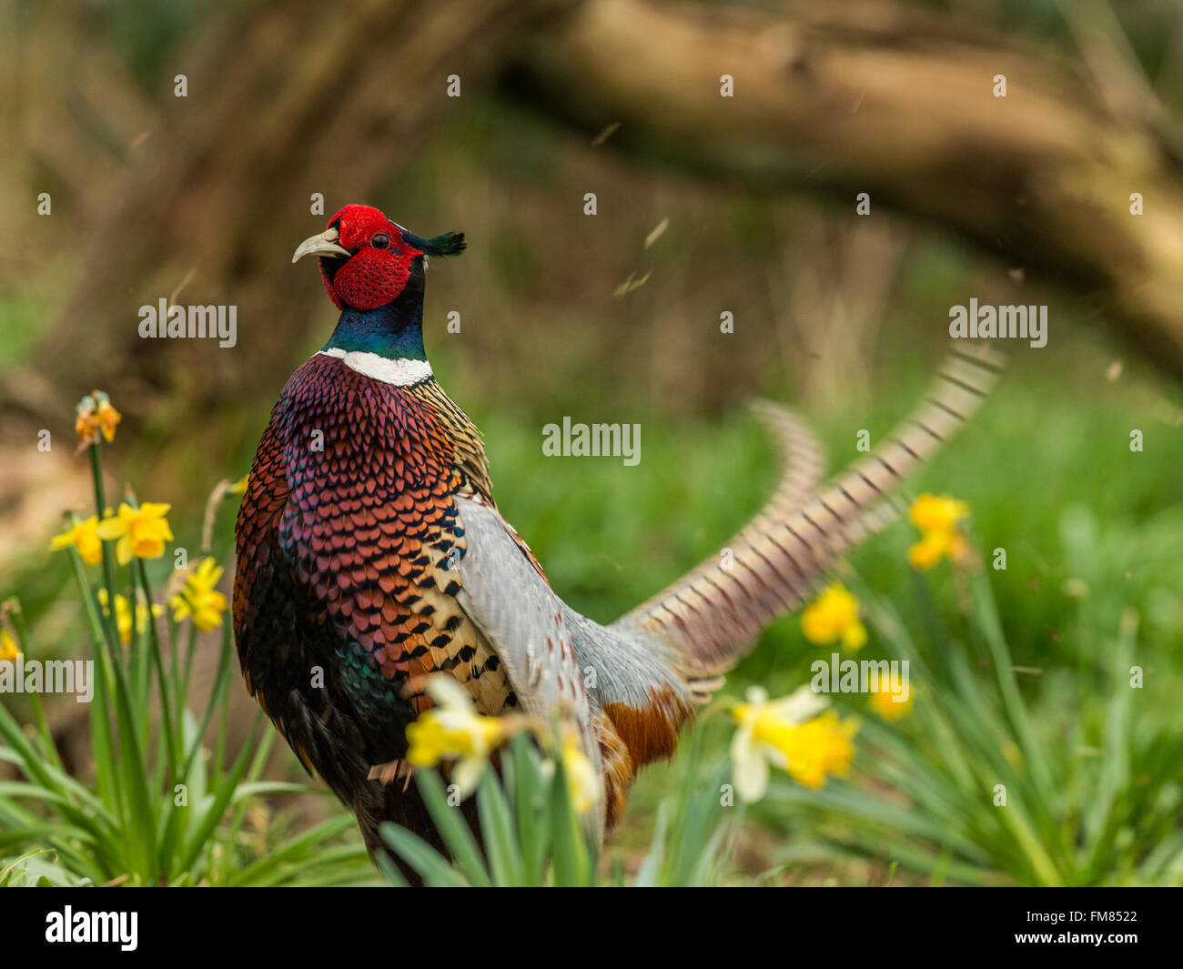 Beautiful Male Ring-necked Pheasant (Phasianus colchicus). Depicted "Crowing" against a woodland ...