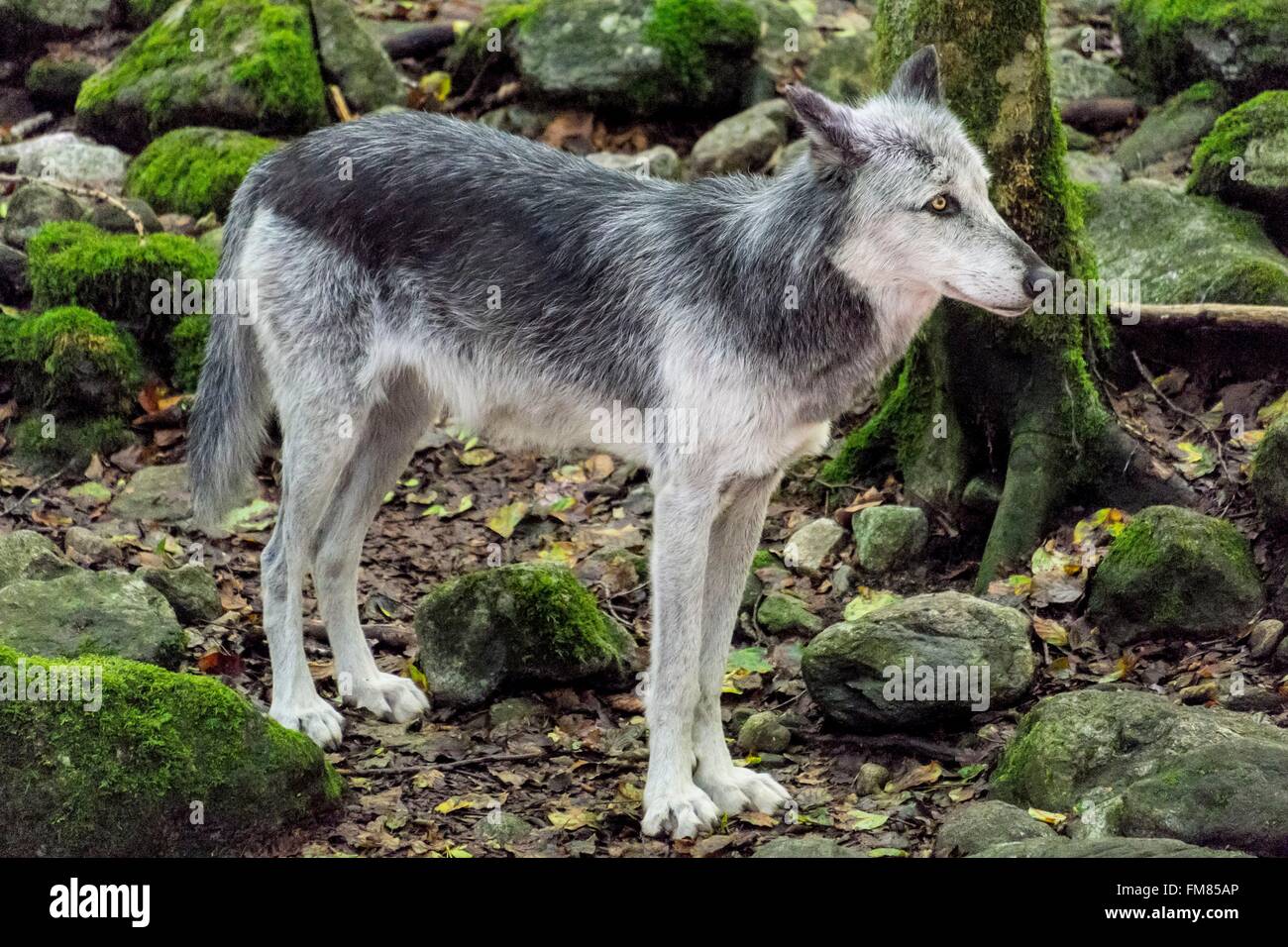 Home of wolves hi-res stock photography and images - Alamy