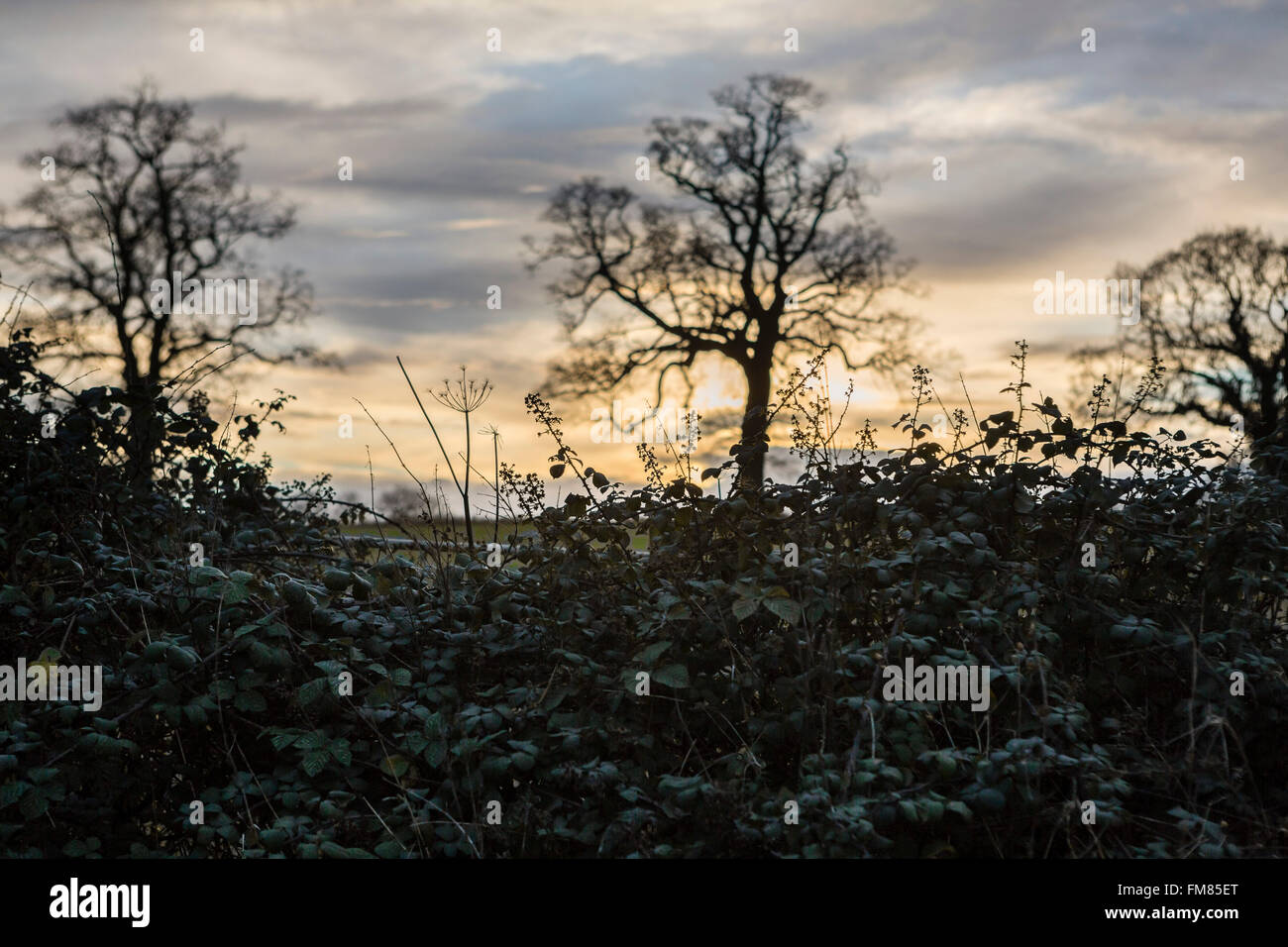 Bramble bushes hi-res stock photography and images - Alamy