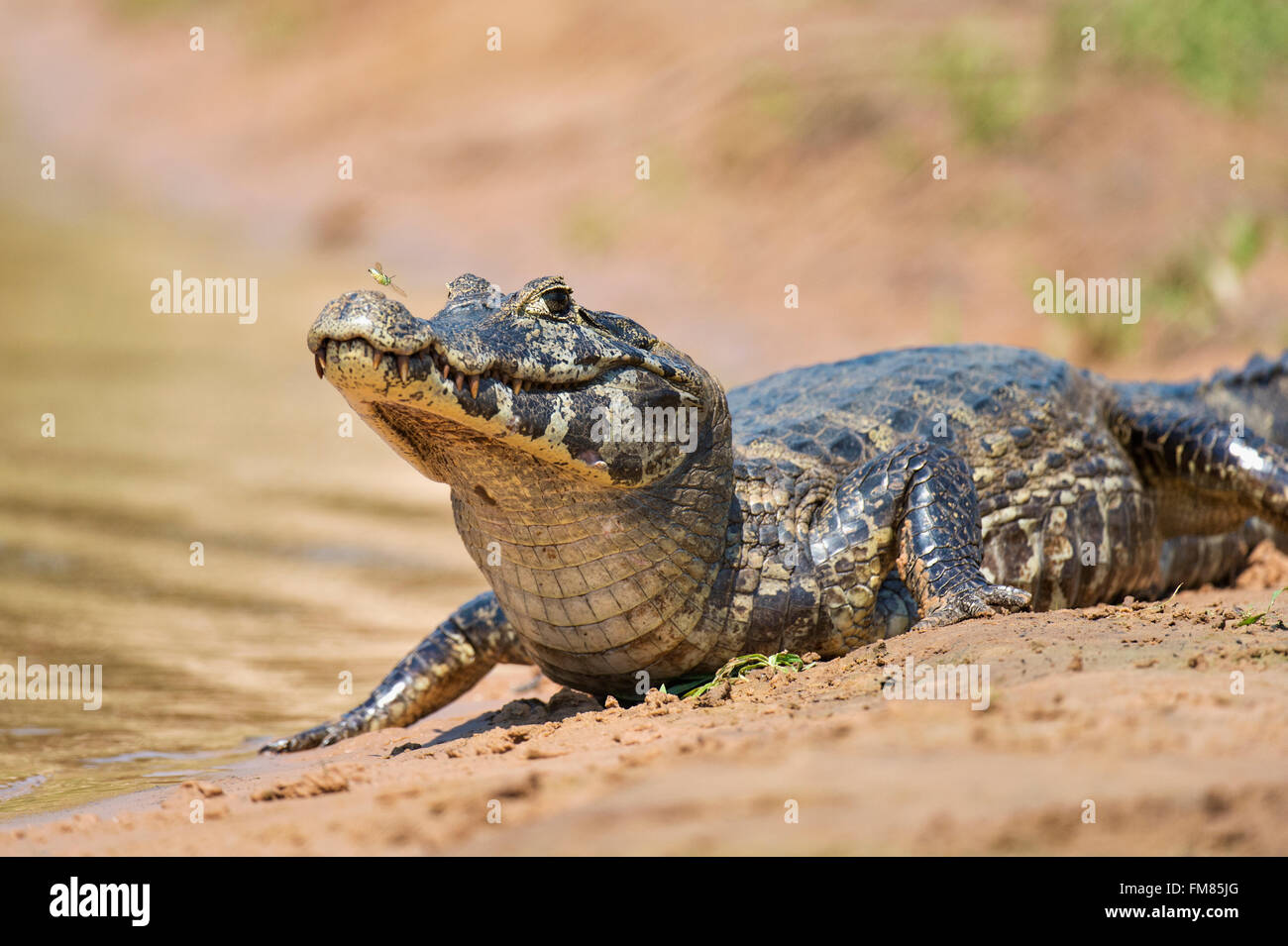 Yacare Caiman (Caiman yacare) basking on a river bank in Pantanal Stock ...