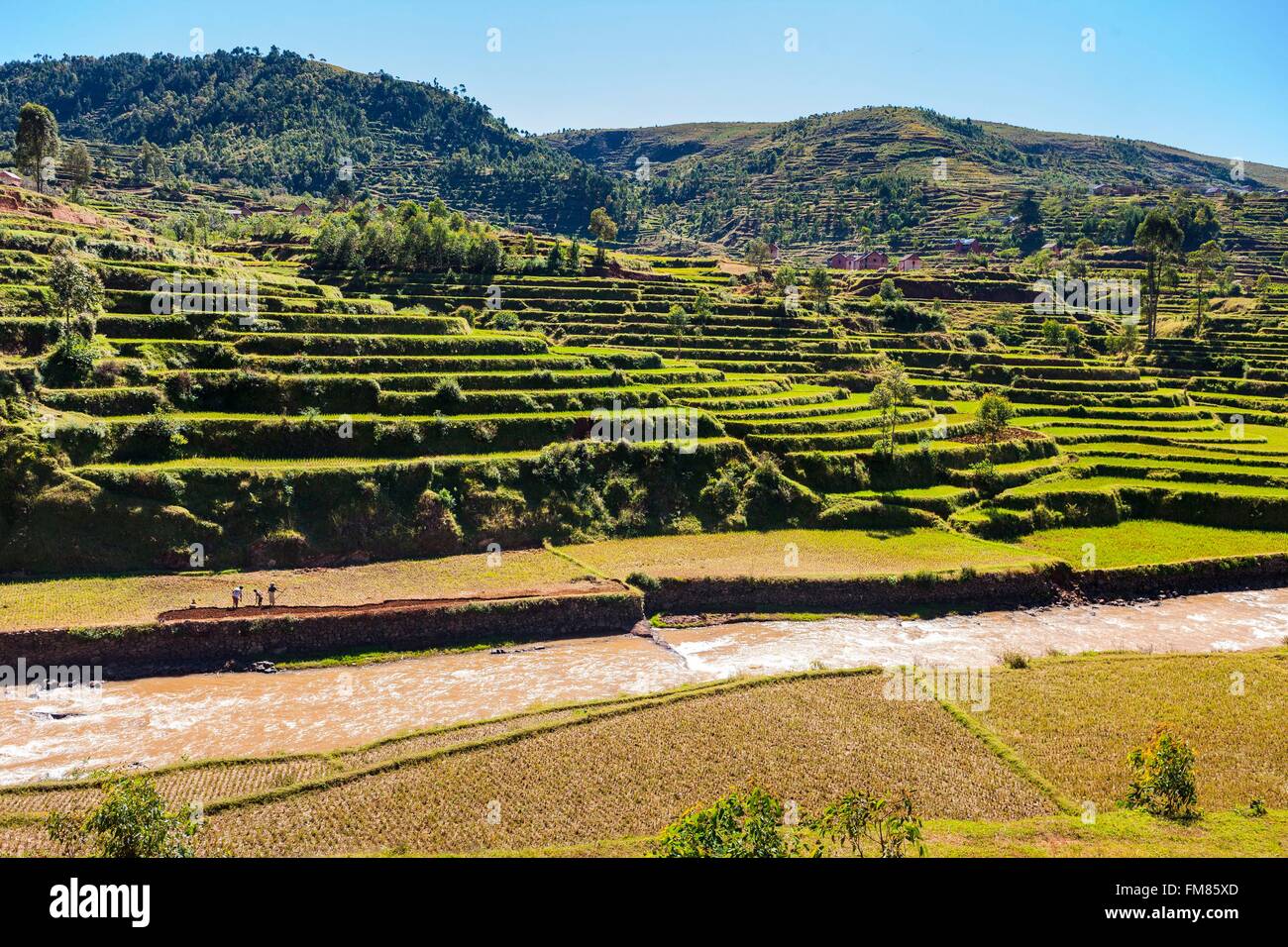 Madagascar, Central Highlands, Antsirabe region, rice fields to ...