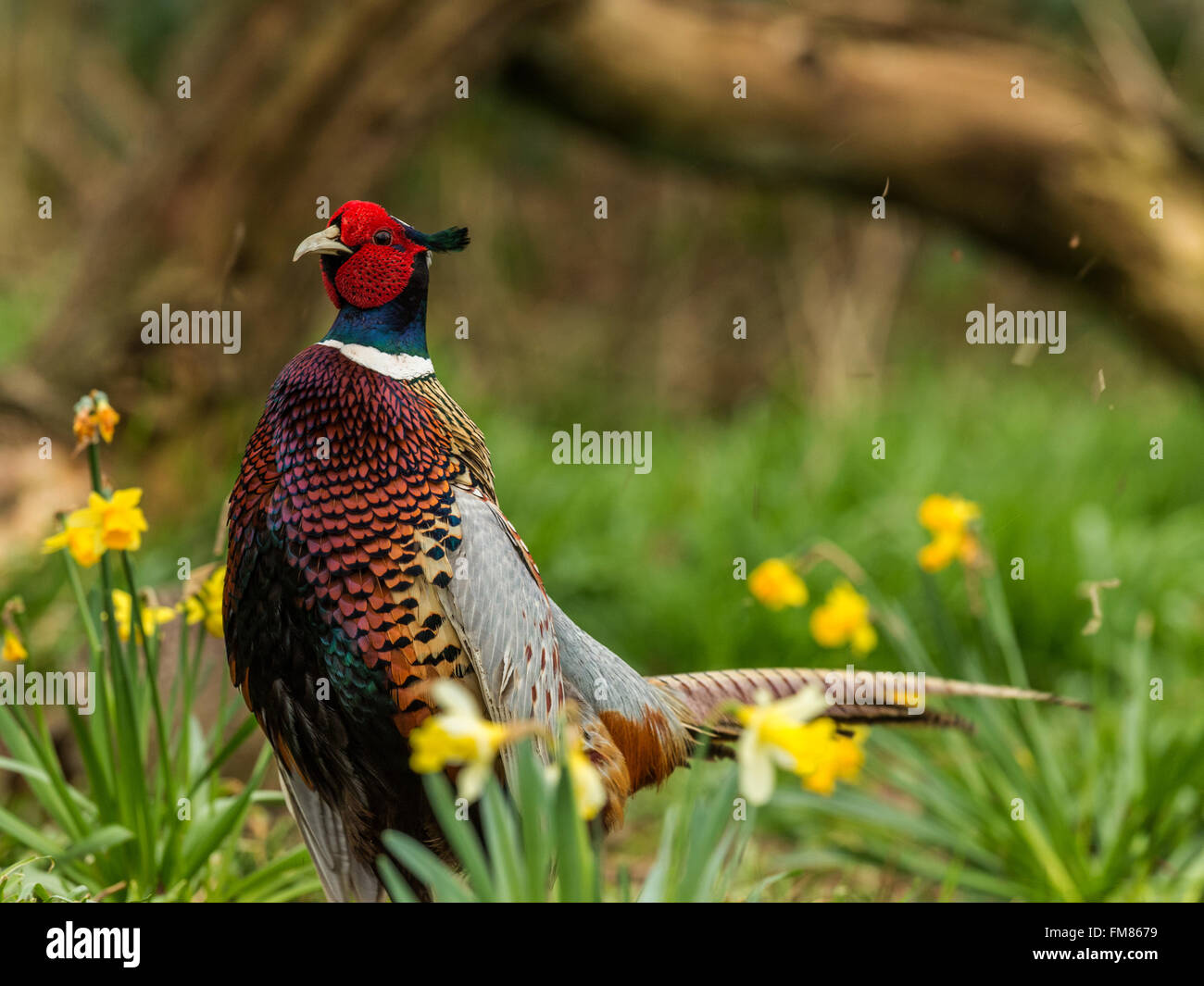 Beautiful Male Ring-necked Pheasant (Phasianus colchicus). Depicted ...