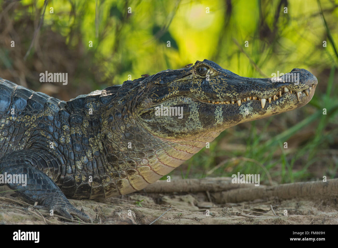 Yacare Caiman (Caiman yacare) basking on a river bank in Pantanal Stock ...