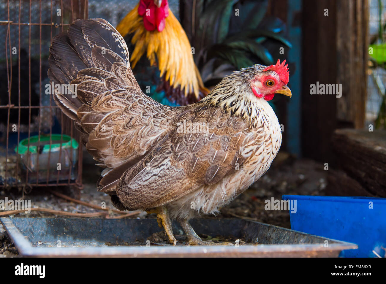 Beautiful hen hi-res stock photography and images - Alamy