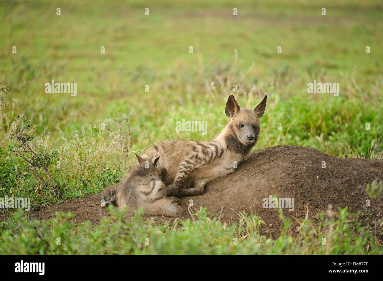Striped hyena (Hyaena hyaena) mother suckling her pup or baby in ...