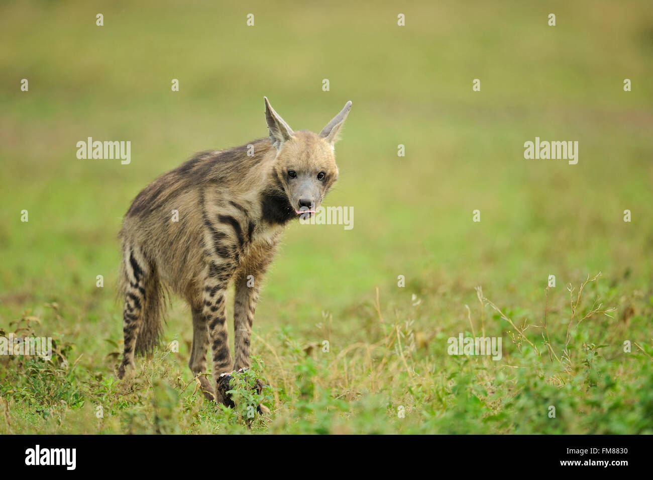 Striped hyena (Hyaena hyaena) in the green plains of Ngorongoro ...