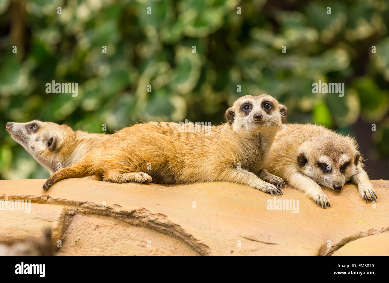 Meerkat resting on the ground in zoo hi-res stock photography and ...