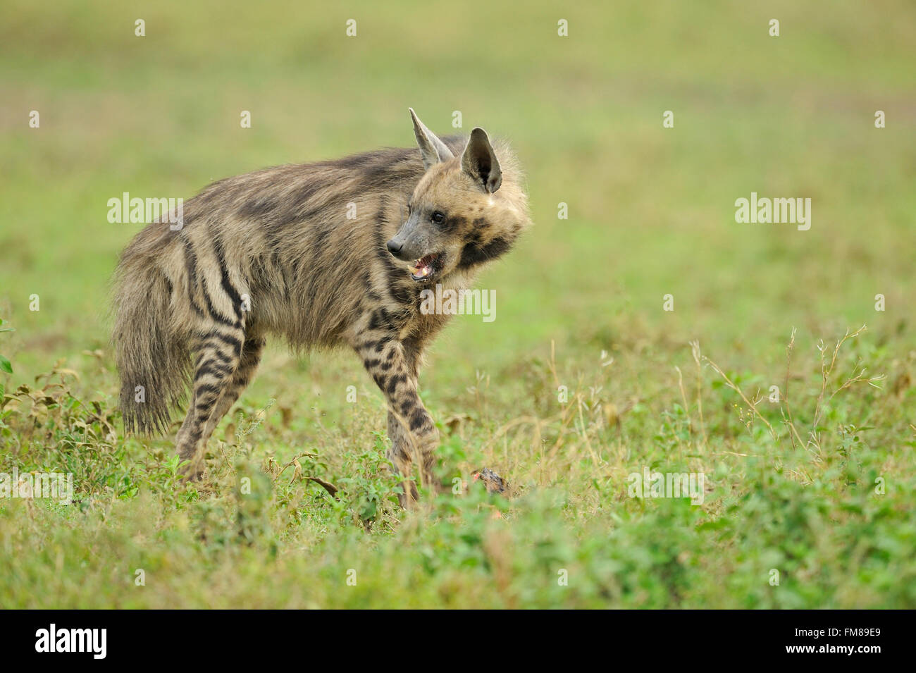 Striped hyena (Hyaena hyaena) in the green plains of Ngorongoro ...