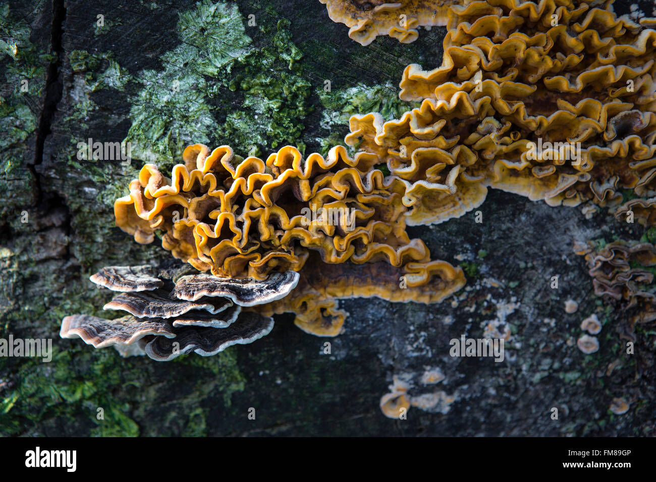Mould or mold, fungus spreading on to a tree trunk Stock Photo - Alamy