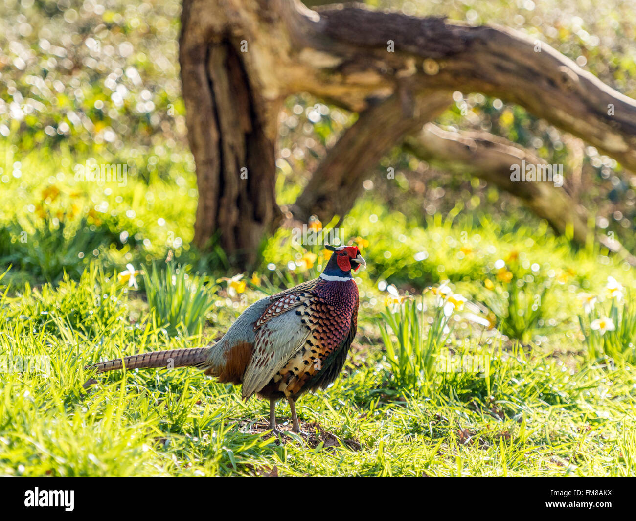 Beautiful Male Ring-necked Pheasant (Phasianus colchicus). Depicted ...