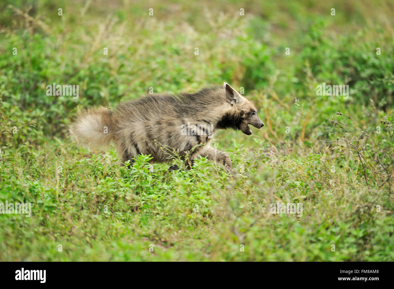 Striped hyena (Hyaena hyaena) pup, young one, in the green plains of ...
