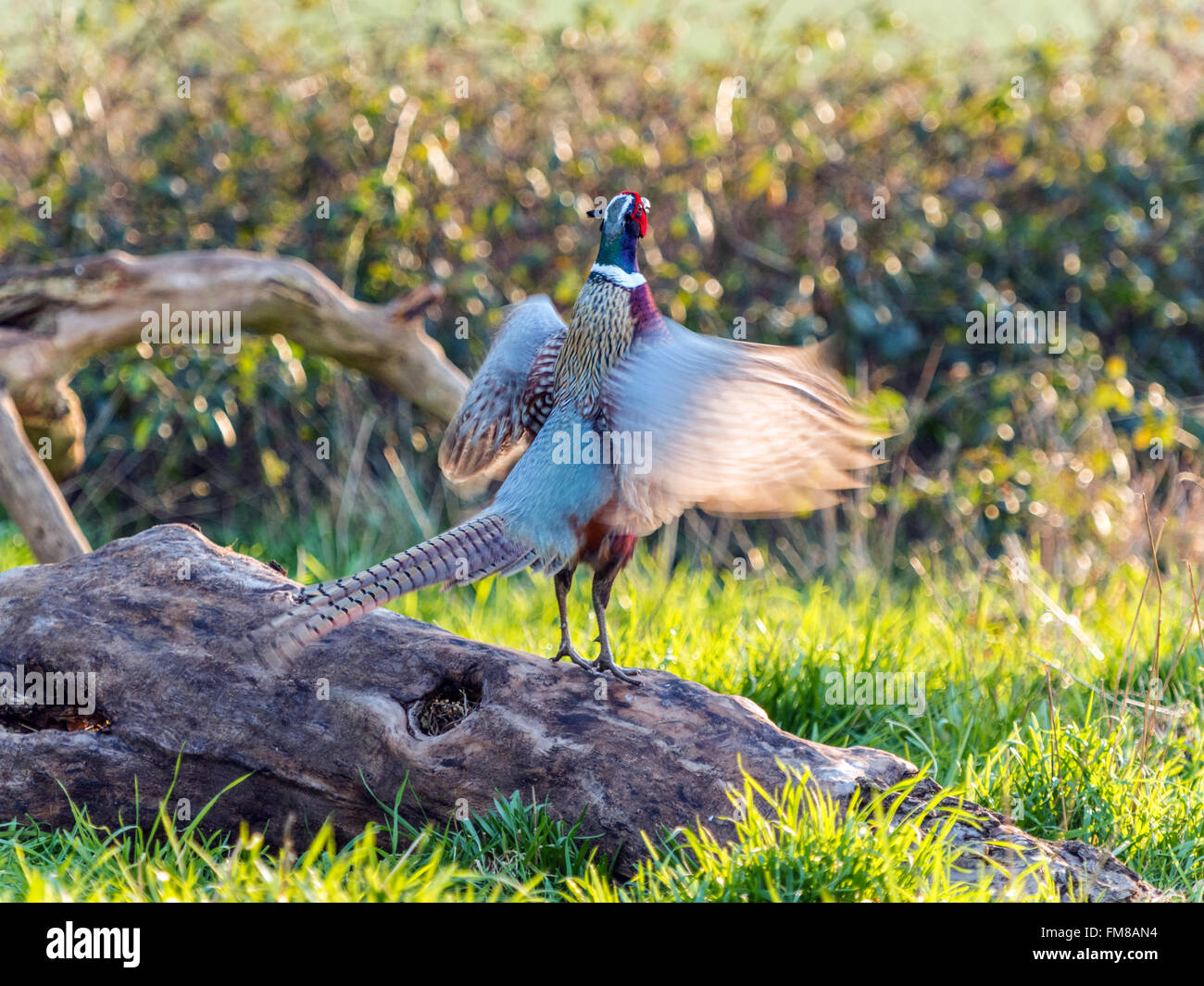 Beautiful Male Ring-necked Pheasant (Phasianus colchicus). Depicted ...