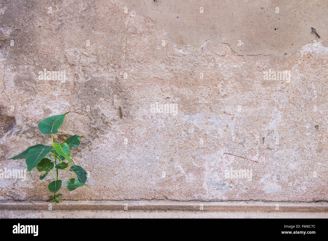 Old rusty wall plants hi-res stock photography and images - Alamy