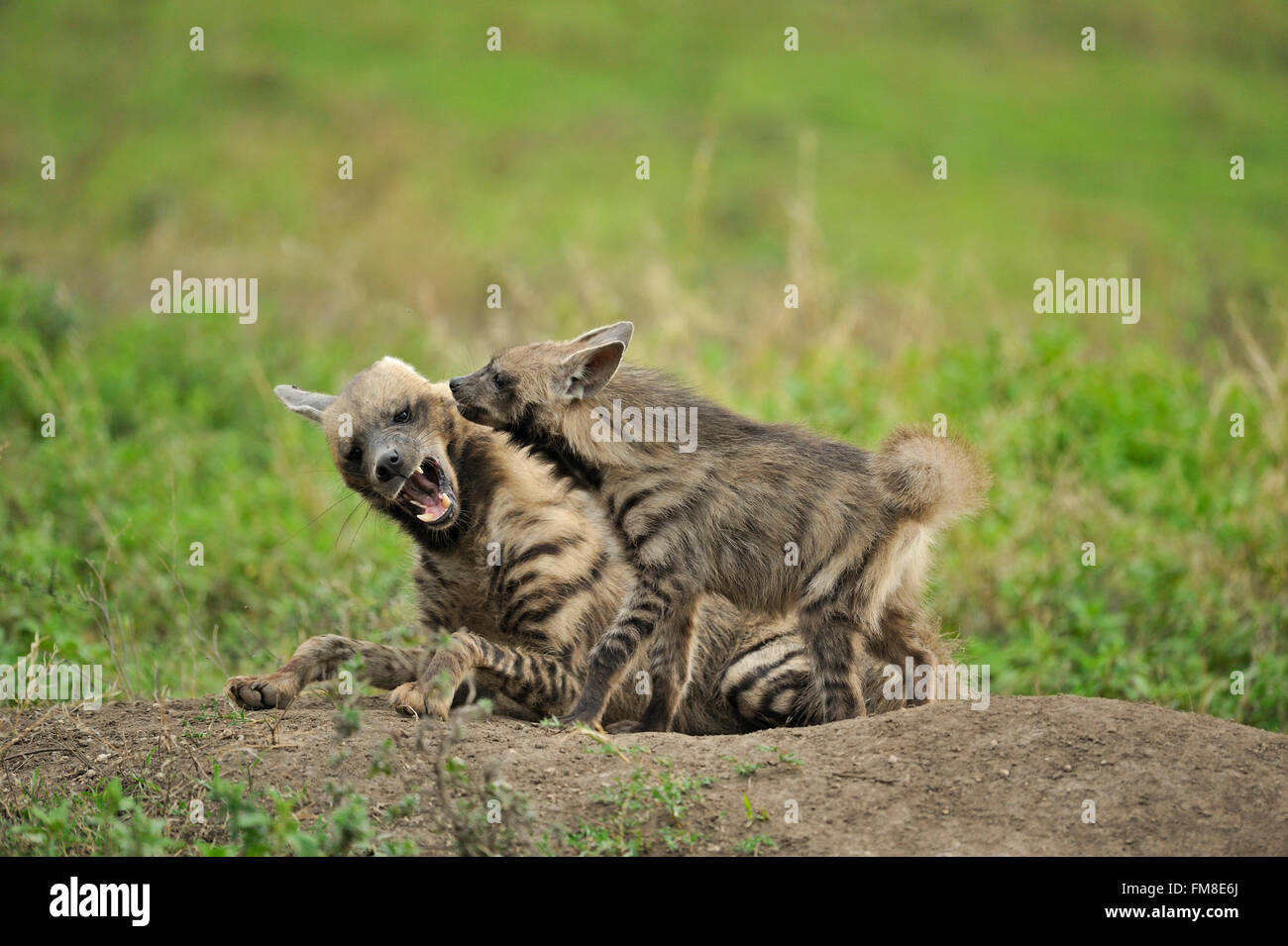 Striped Hyena Baby