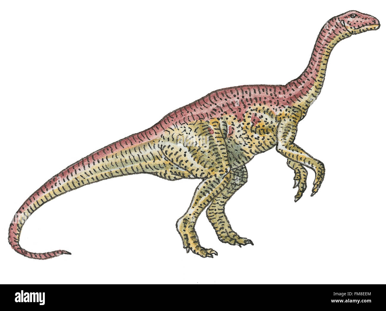 Thecodontosaurus
