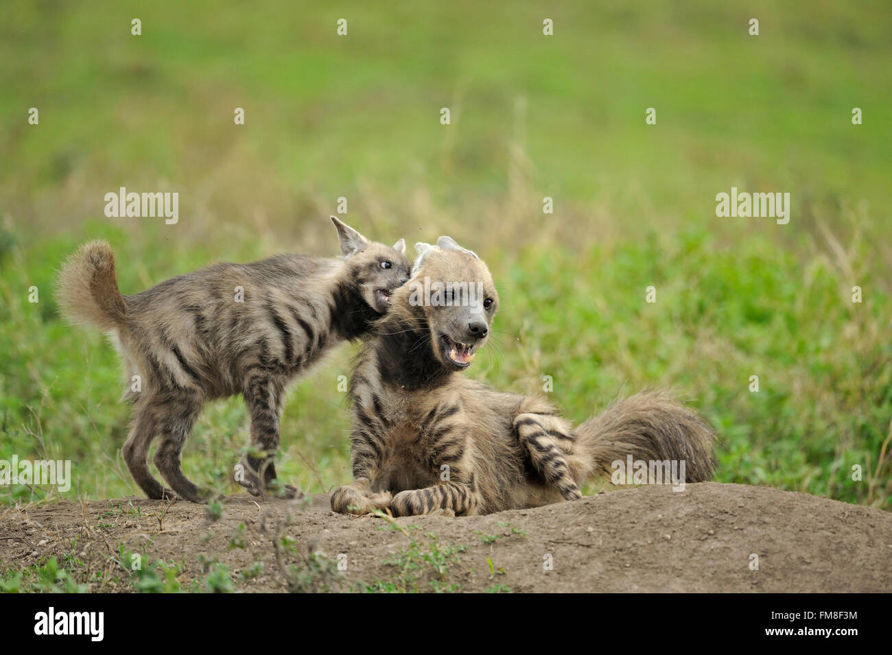 Striped Hyena Baby