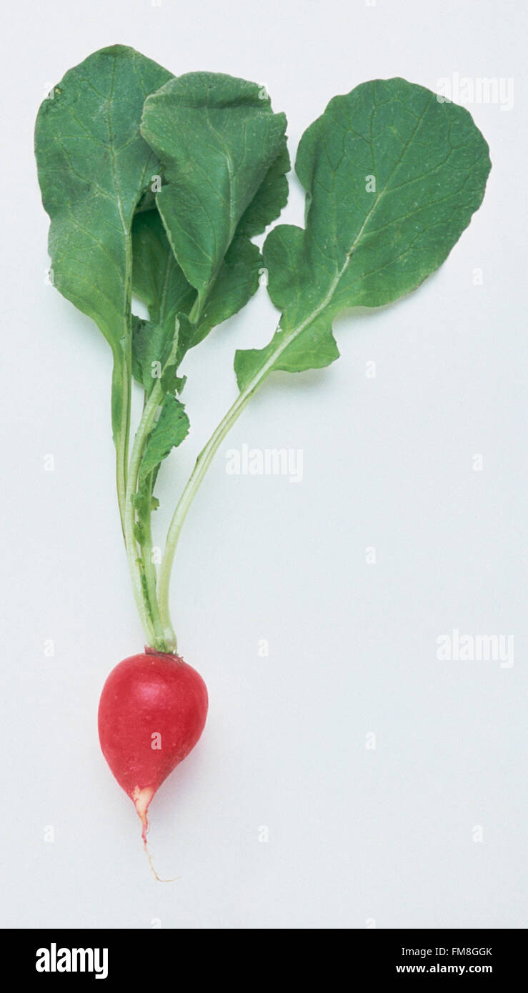 Radish with Leaves Stock Photo - Alamy