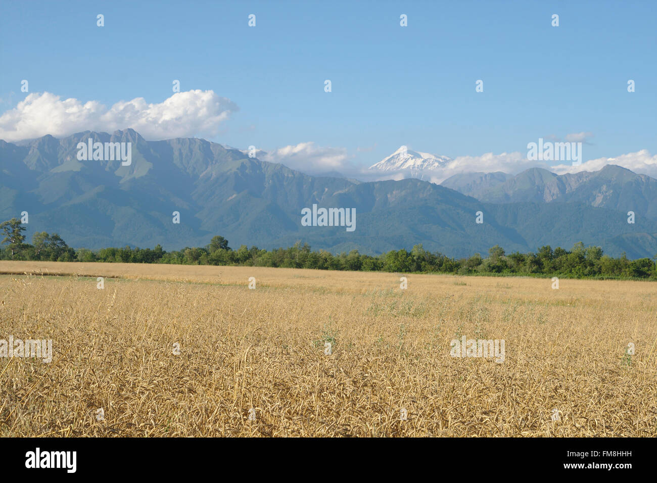 Grainfield hi-res stock photography and images - Alamy