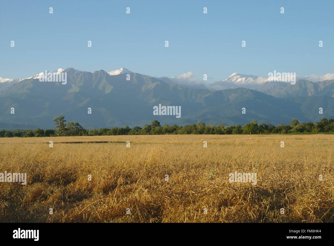 Grainfield hi-res stock photography and images - Alamy