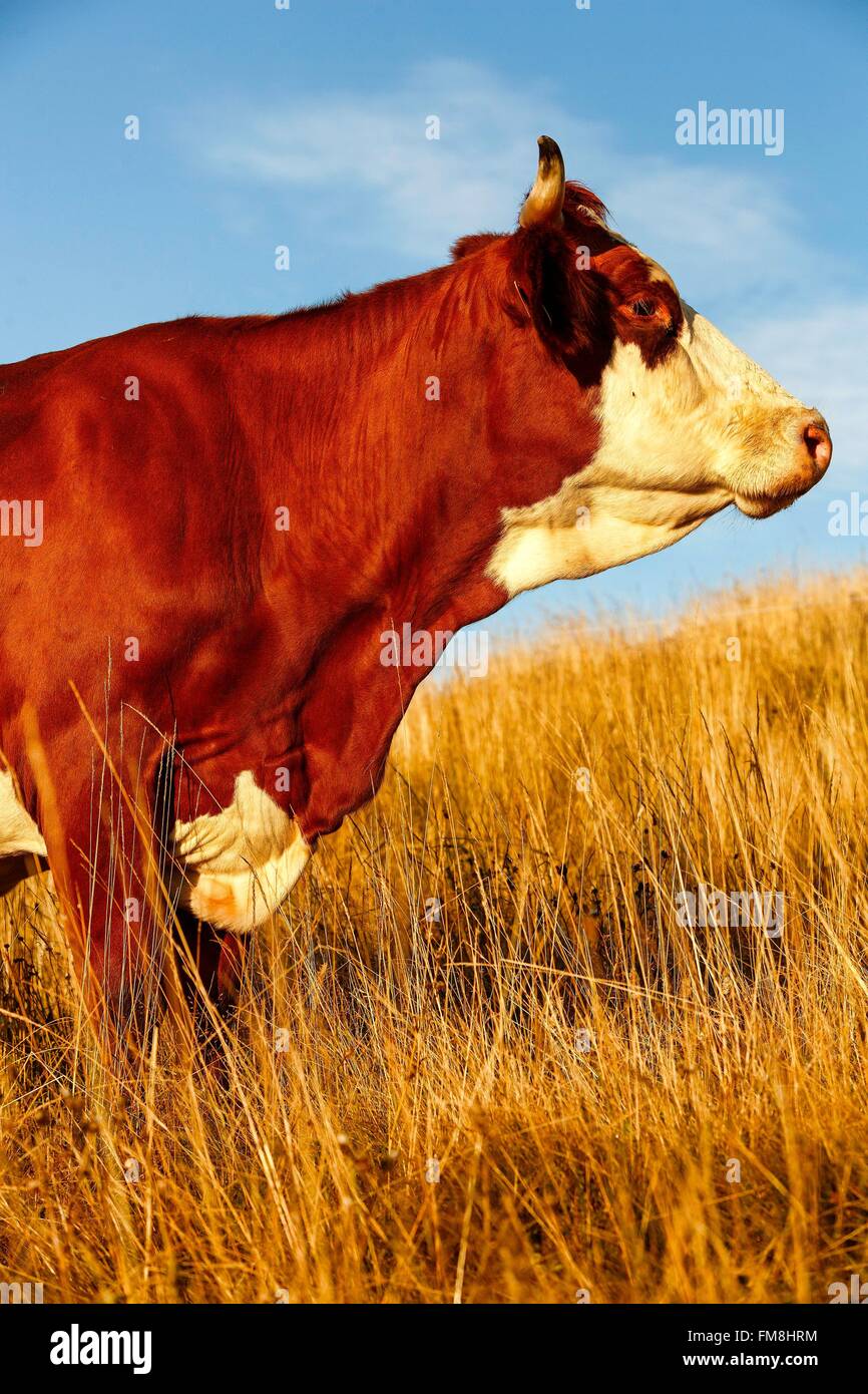 Abondance Cow Stock Photos & Abondance Cow Stock Images - Alamy