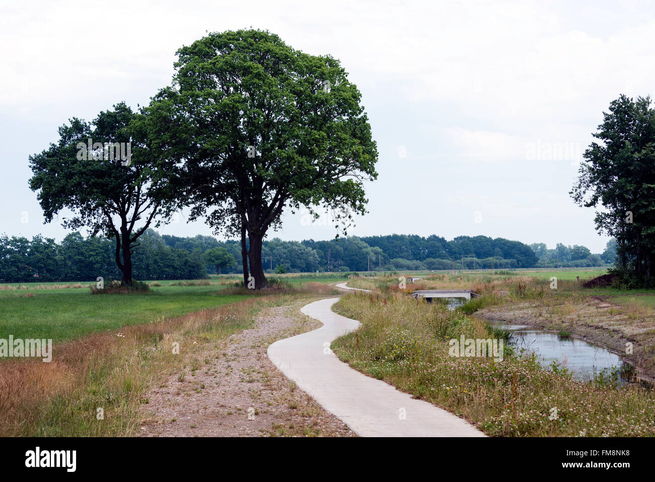 dutch nature with big trees and fields near the grass fields Stock ...