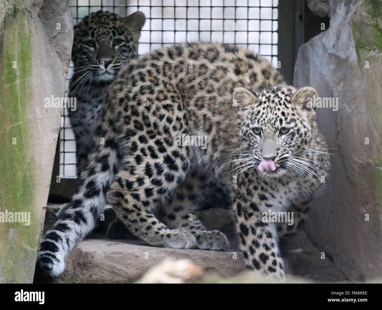 Cologne, Germany. 11th Mar, 2016. Two young leopards 'Arash' and ...