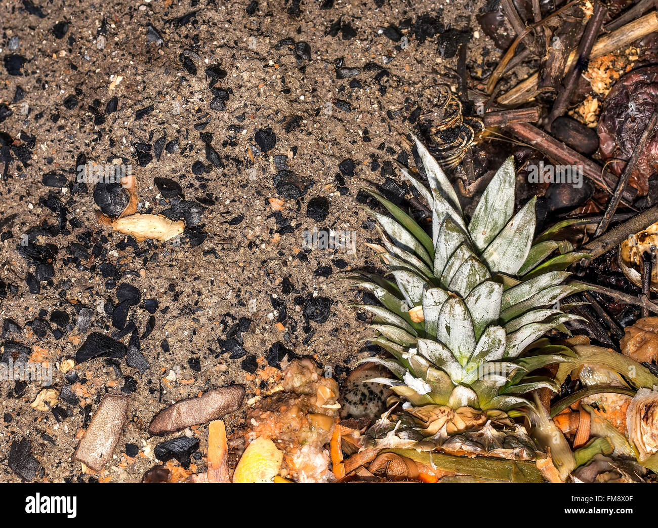 Fruit and vegetables, transforming into the compost Stock Photo - Alamy