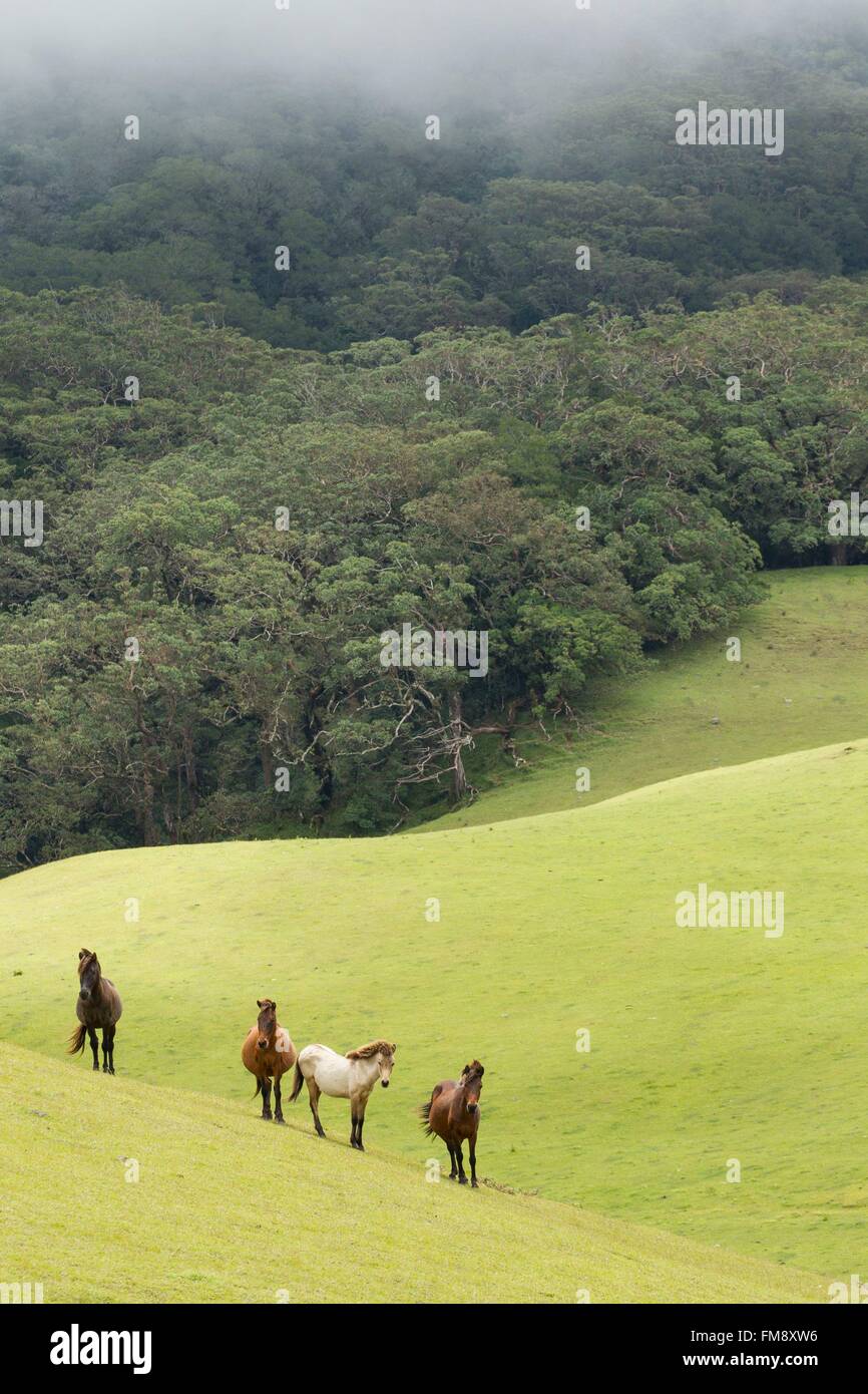 Indonesia, East Nusa Tenggara, West Timor, South Central Timor Regency ...