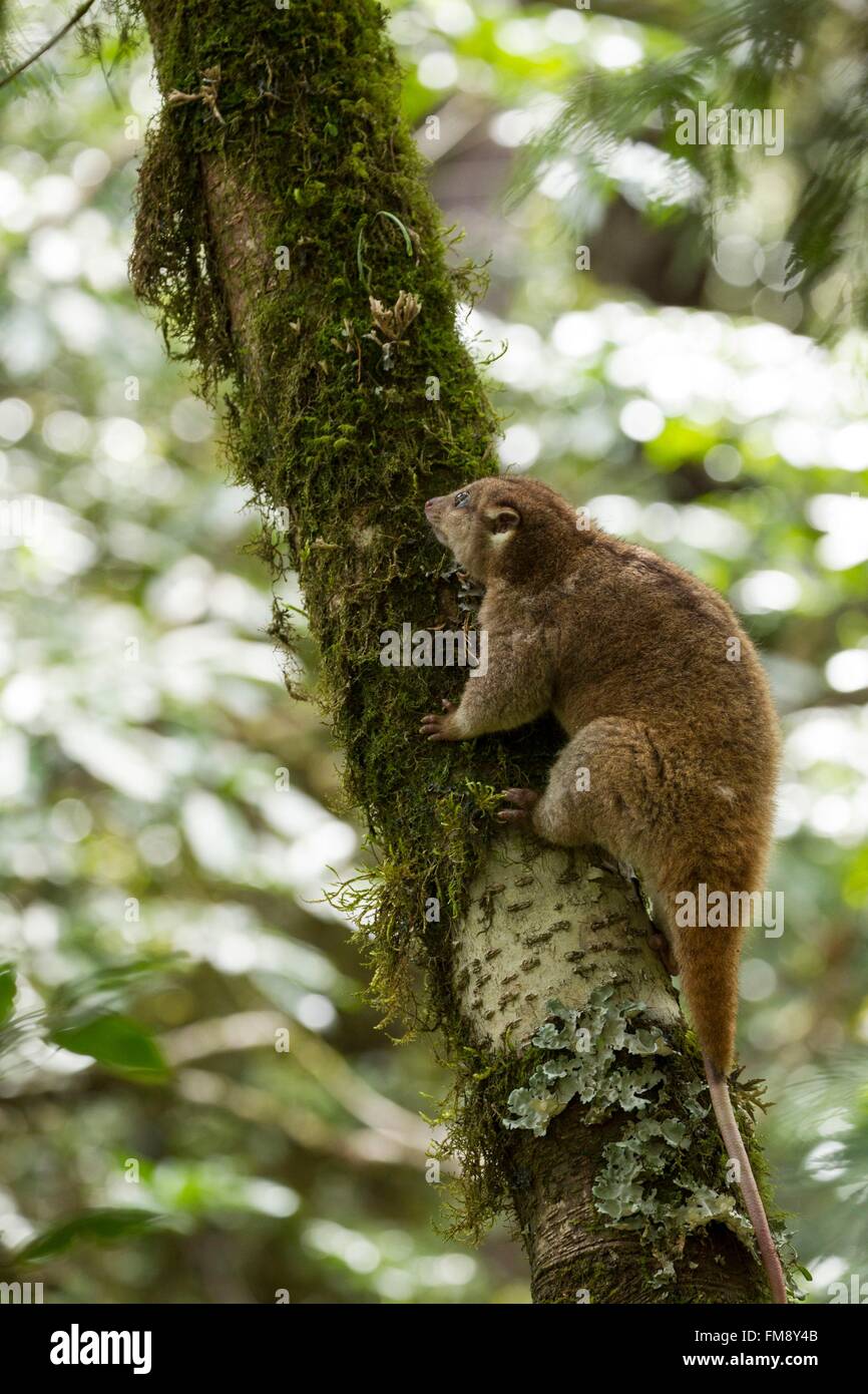 Indonesia, East Nusa Tenggara, West Timor, South Central Timor Regency ...